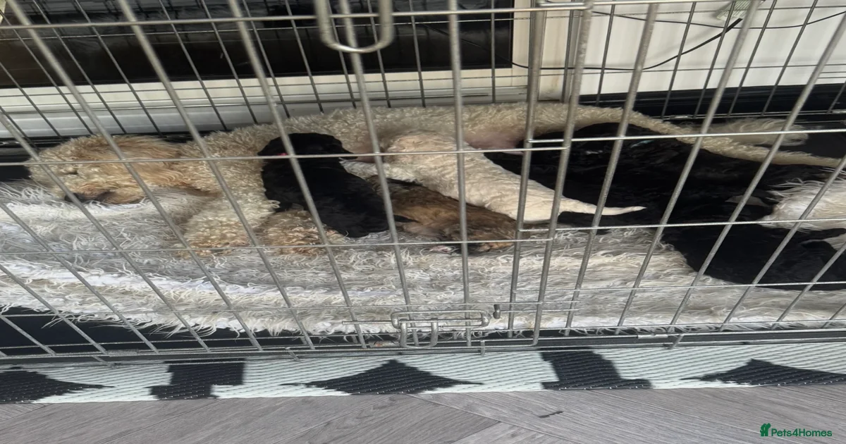 miniature poodles for sale KC registered for sale in Braintree | Pets4Homes