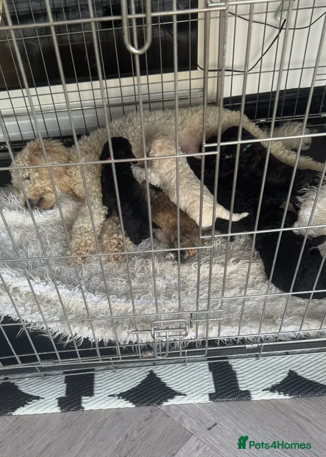 miniature poodles for sale KC registered for sale in Braintree | Pets4Homes