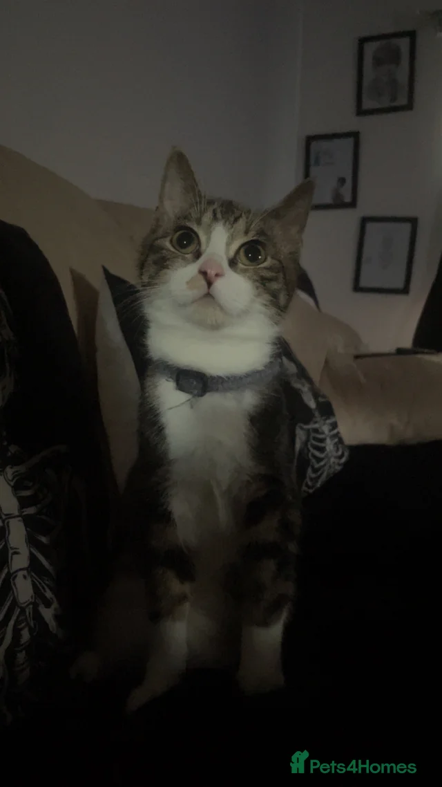 Domestic shorthair for sale in Doncaster | Pets4Homes