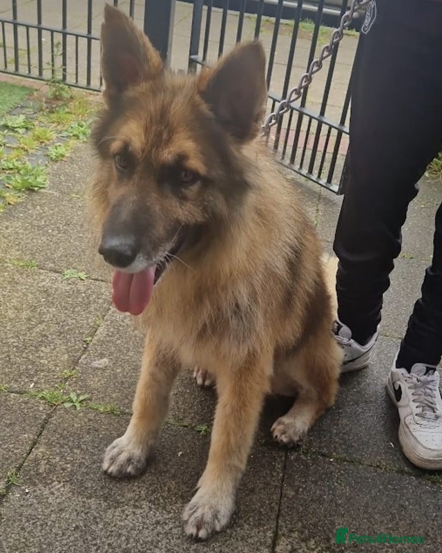 German Shepherd Puppy for sale in Southport | Pets4Homes