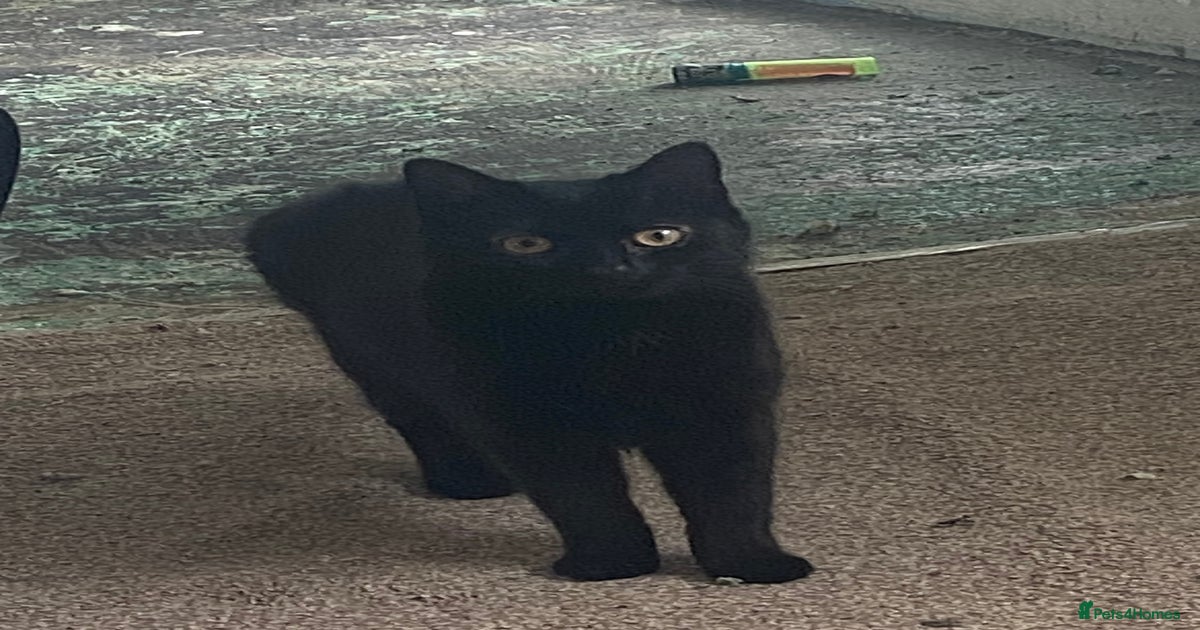 Beautiful female Bombay cat for sale in South Shields | Pets4Homes