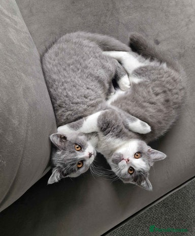Grey Kittens for sale | Pets4Homes