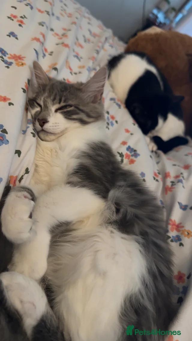 Loving Gorgeous Male Kitten for sale in Catterick Garrison | Pets4Homes