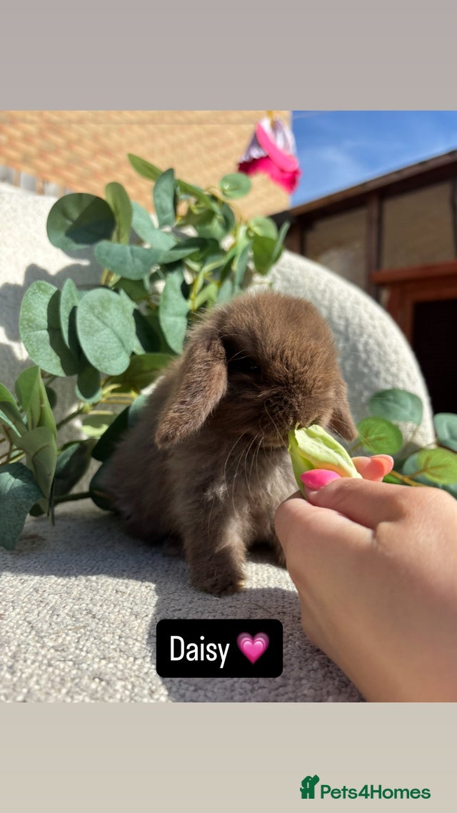 Baby mini lops for sale *READY TO LEAVE NOW* for sale in Cramlington ...