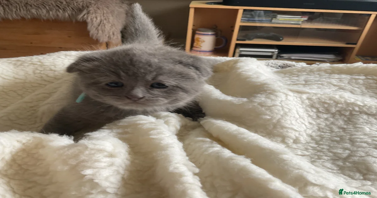Kittens for sale | Pets4Homes