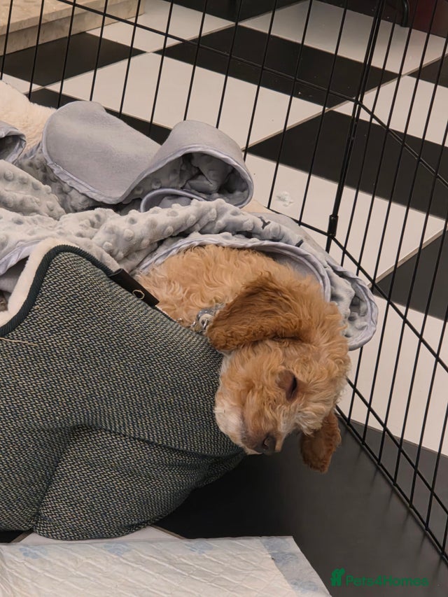 16-week-old Cockapoo puppy – loving home wanted for sale in Liverpool ...