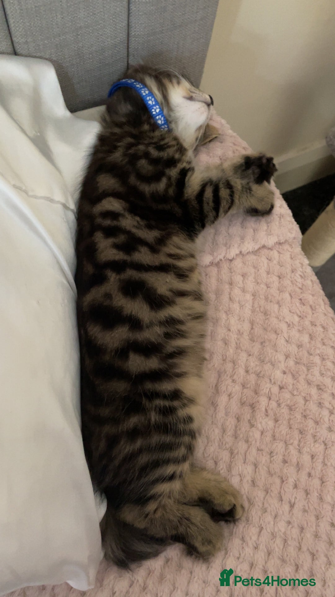 mixed breed cats for sale with all equipments for sale in Selby ...