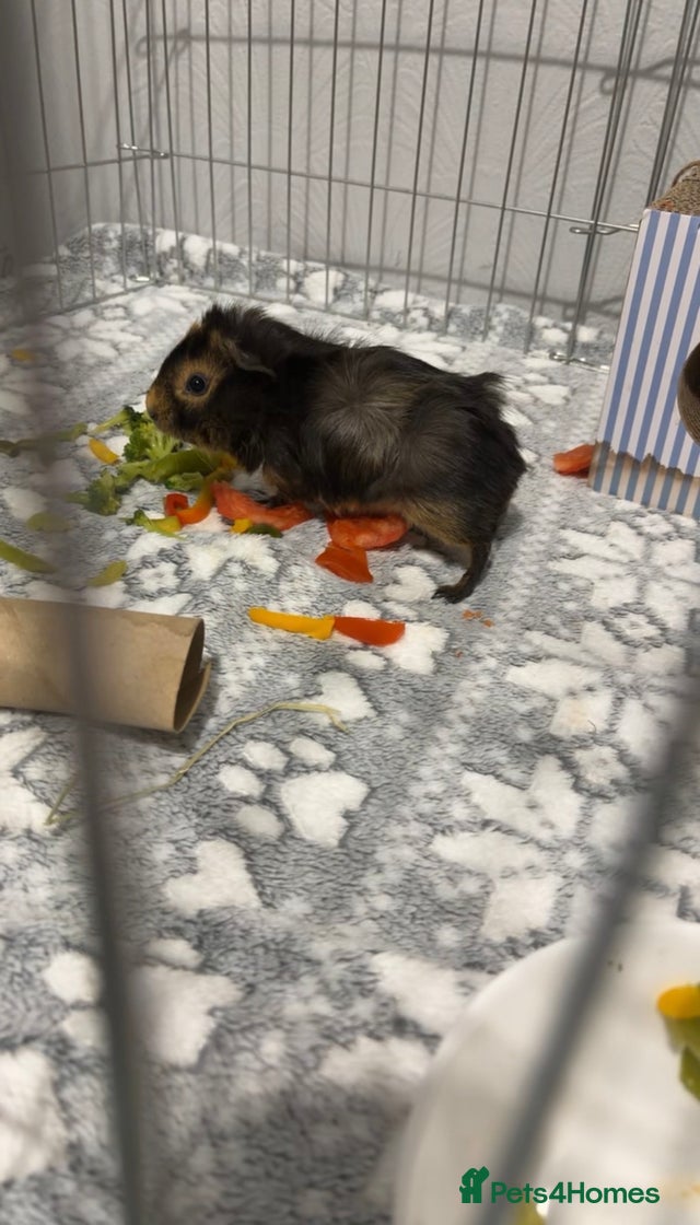 Baby male guinea pig for sale in Bonnybridge | Pets4Homes