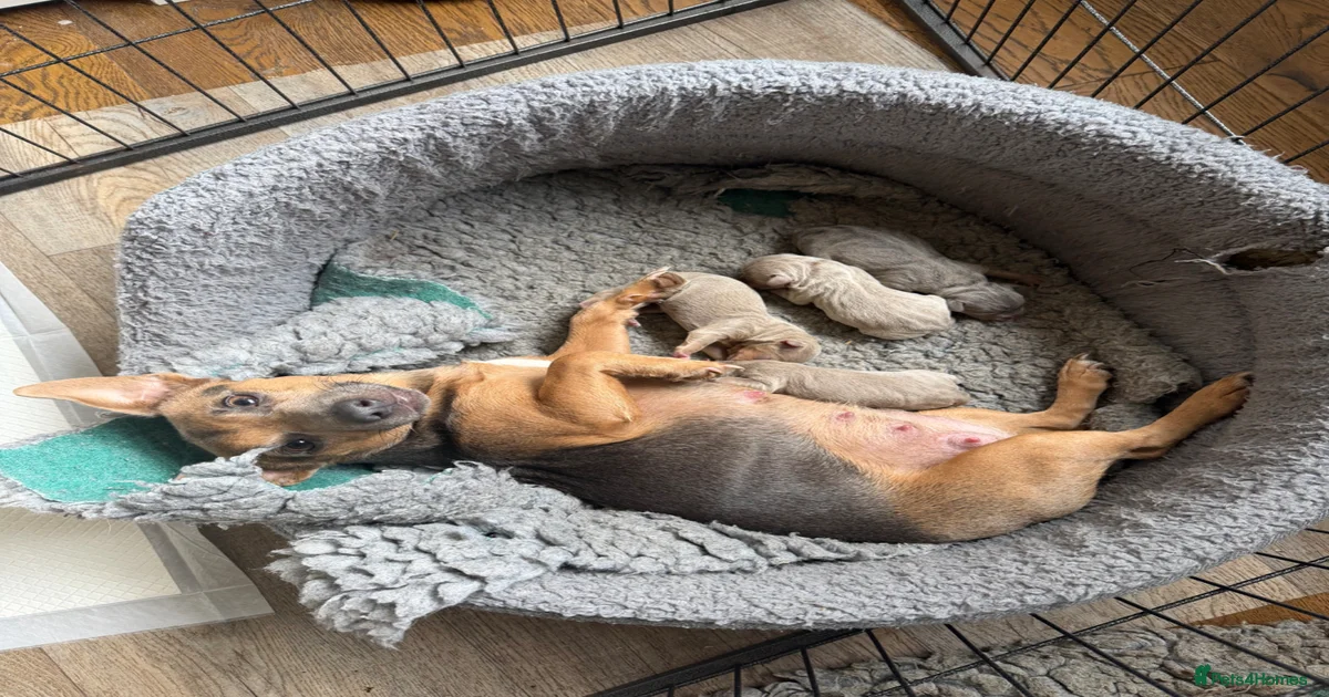 Malinois Jack Russel Terrier Puppies for sale | Pets4Homes