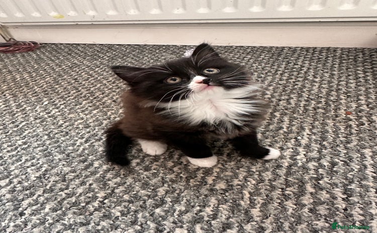 VICKI M. | Pets4Homes