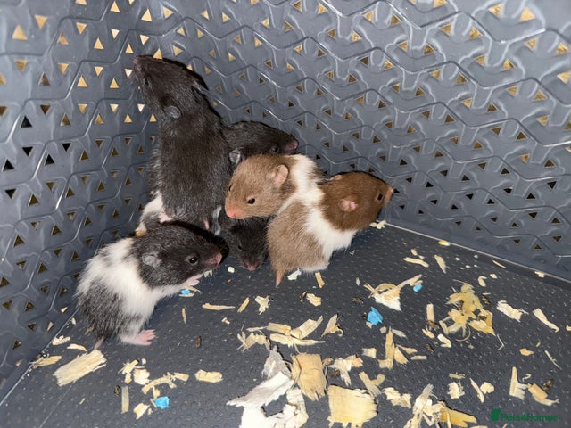 Syrian hamsters for sale in Chesterfield | Pets4Homes