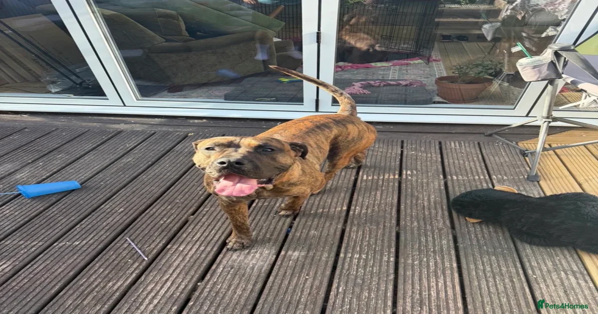 Zeus Mixed Breed Puppies for sale | Pets4Homes