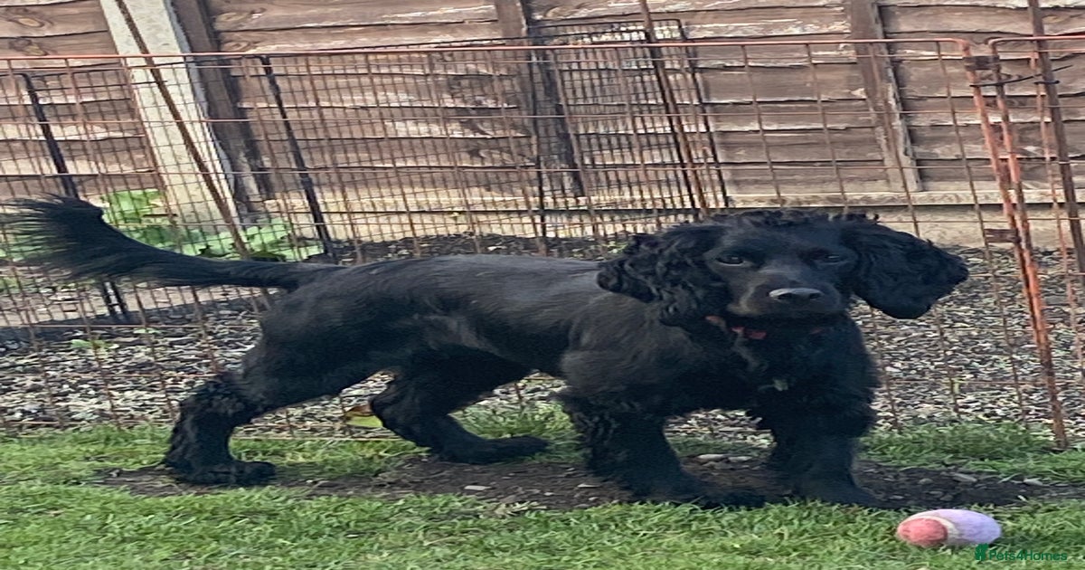 Sprocker spaniel cross for sale in Ludlow | Pets4Homes