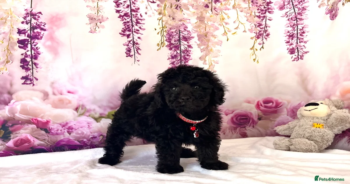 Mini toy Miniature Poodle Puppies for sale | Pets4Homes