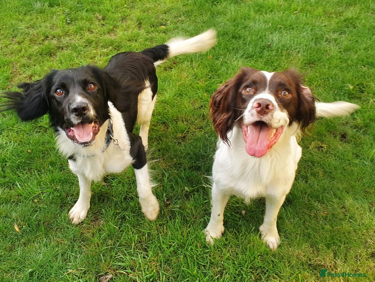 English Springer Spaniel breeders | Pets4Homes