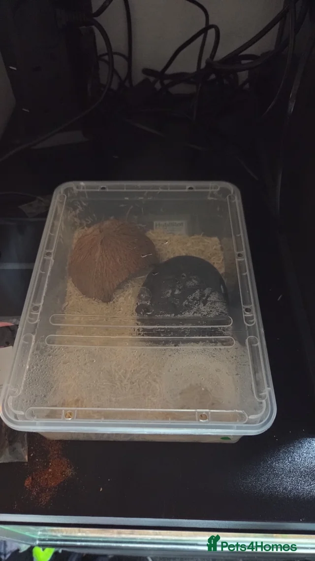 Baby Corn snake for sale for sale in Leicester | Pets4Homes