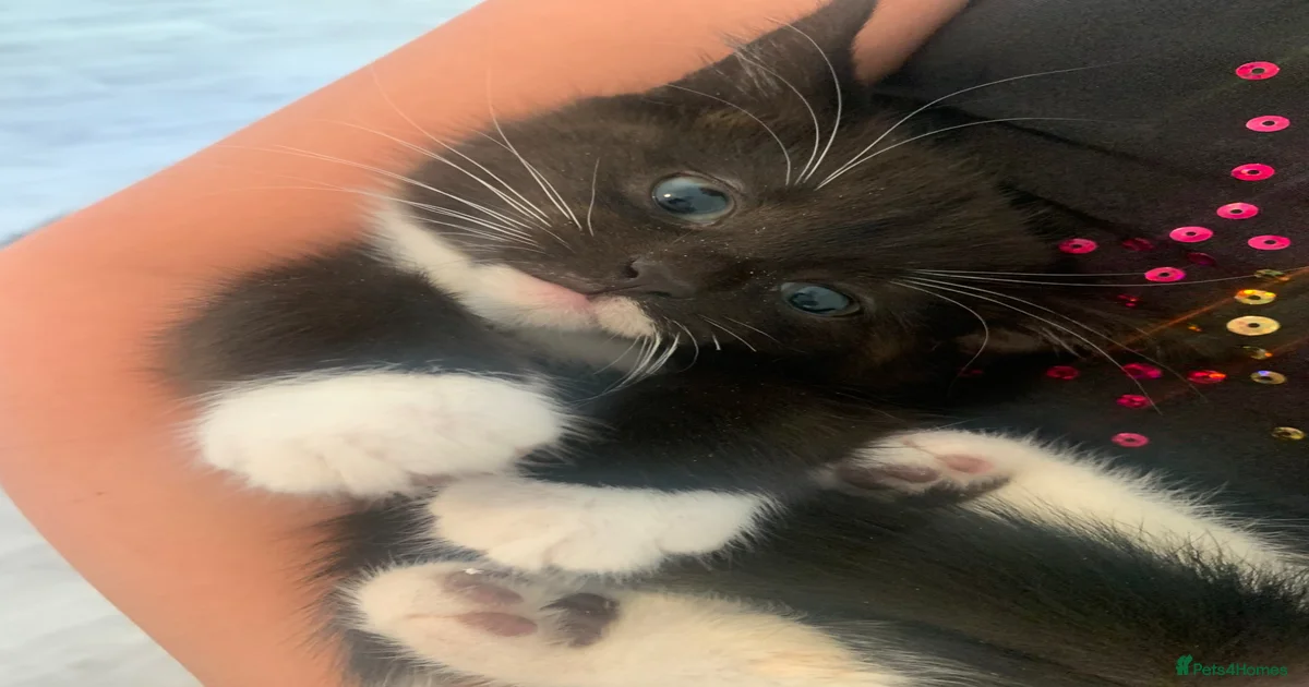 Norwegian Forest Cat Kittens for sale | Pets4Homes