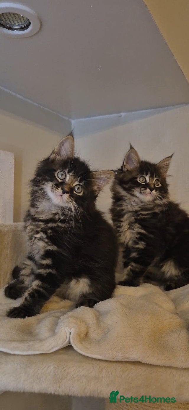 Friendly Maine coone mix baby's ready to go for sale in Dudley | Pets4Homes