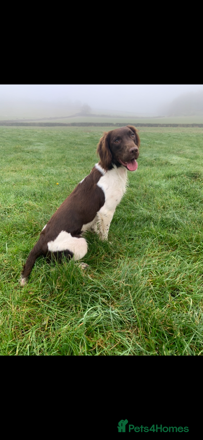 Health tested English springer spaniel at stud for stud in High Wycombe ...