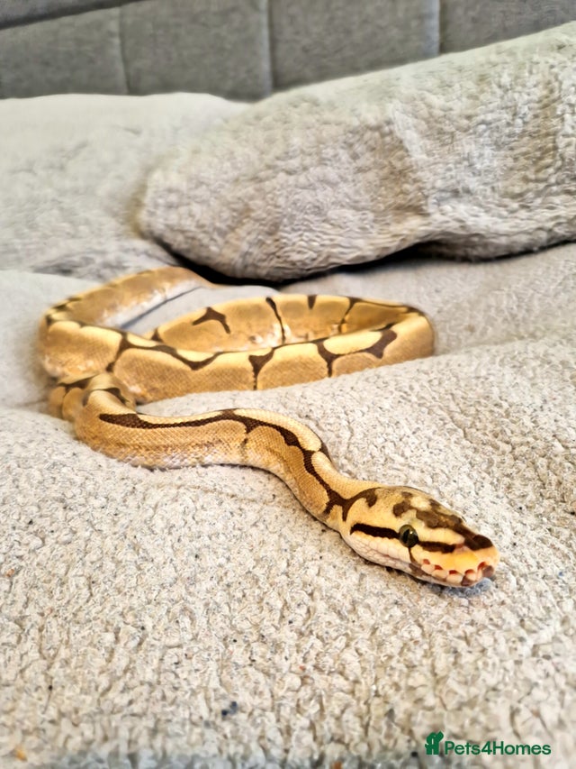 3 Year Old Ball Python for sale in Llandudno | Pets4Homes