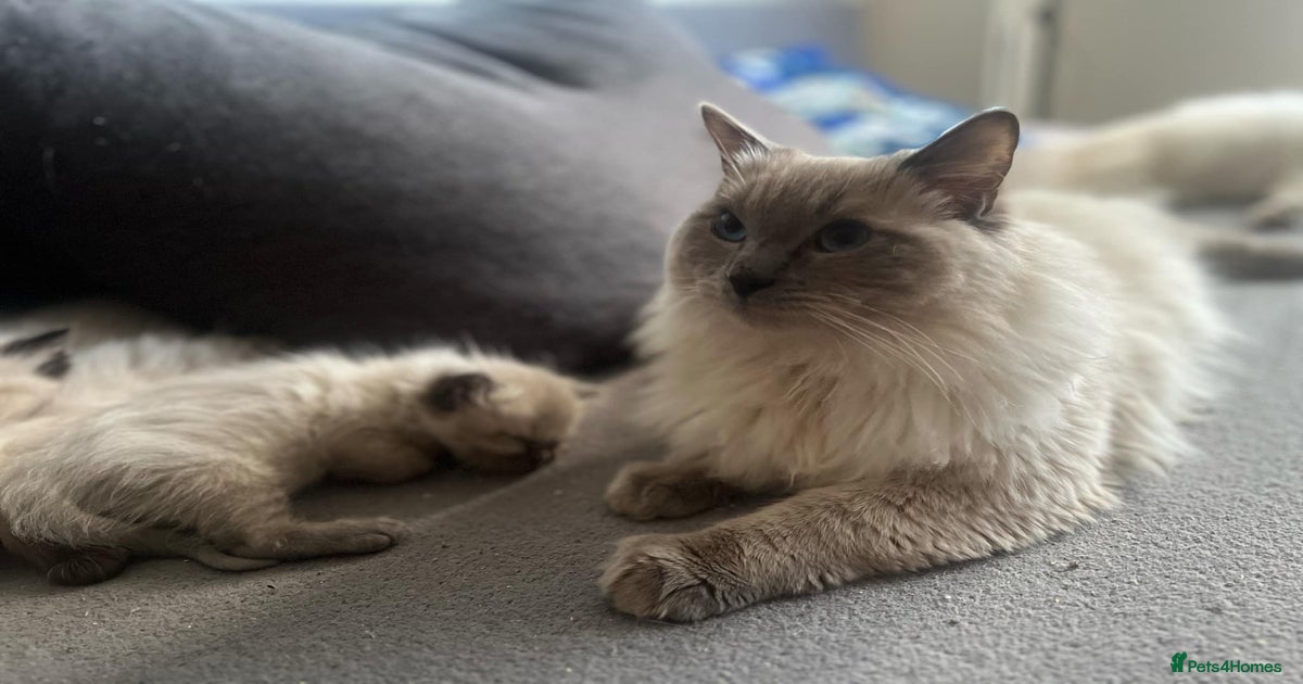 Beautiful pure blue point large ragdoll stud for stud in Bristol ...