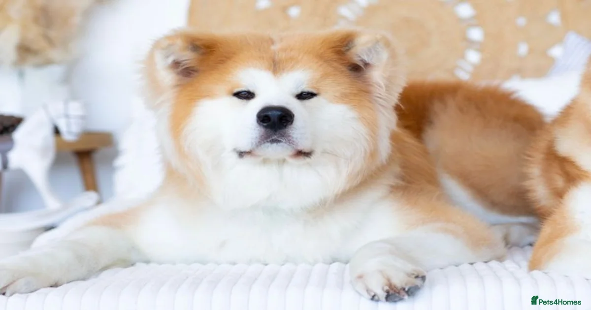 5- Generation KC Pedigree Japanese Akita - inu for stud in Doncaster ...