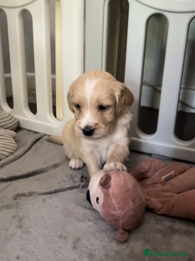 Beautiful Golden Cockapoo Retrieve puppies for sale in Chorley | Pets4Homes