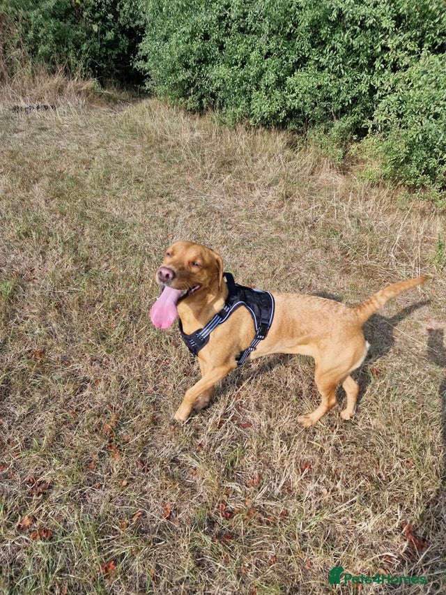 Beautiful Red Fox Labrador Puppies-Born 8/01/26 for sale in Waltham ...