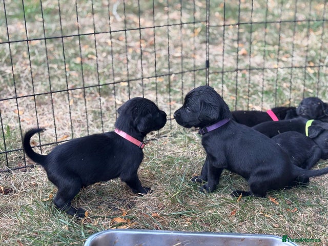 Stunning black/black&white springador pups for sale in Huntly | Pets4Homes