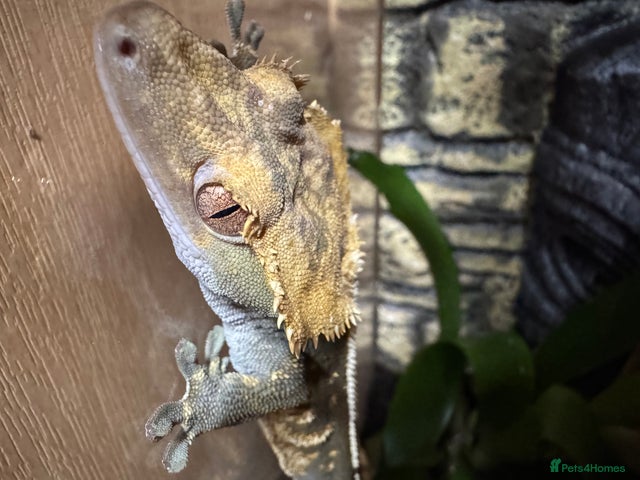 Beautiful Crested Gecko for sale in Rugeley | Pets4Homes