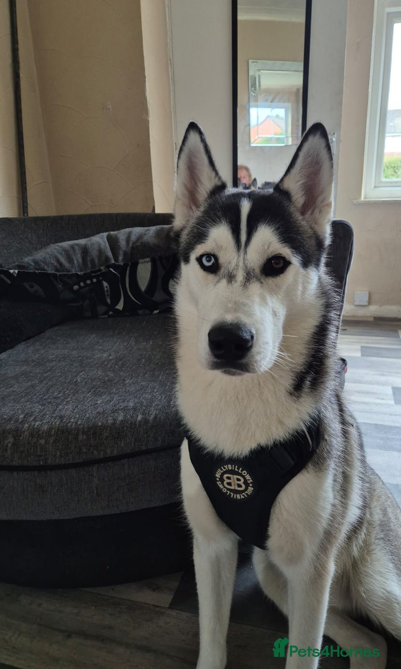 1 year old male Siberian Husky for sale in Rotherham | Pets4Homes