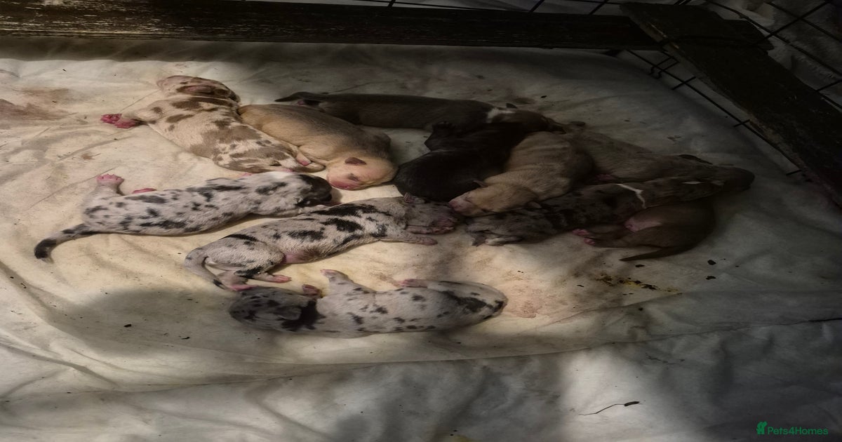 American bully merle for sale in Wakefield | Pets4Homes