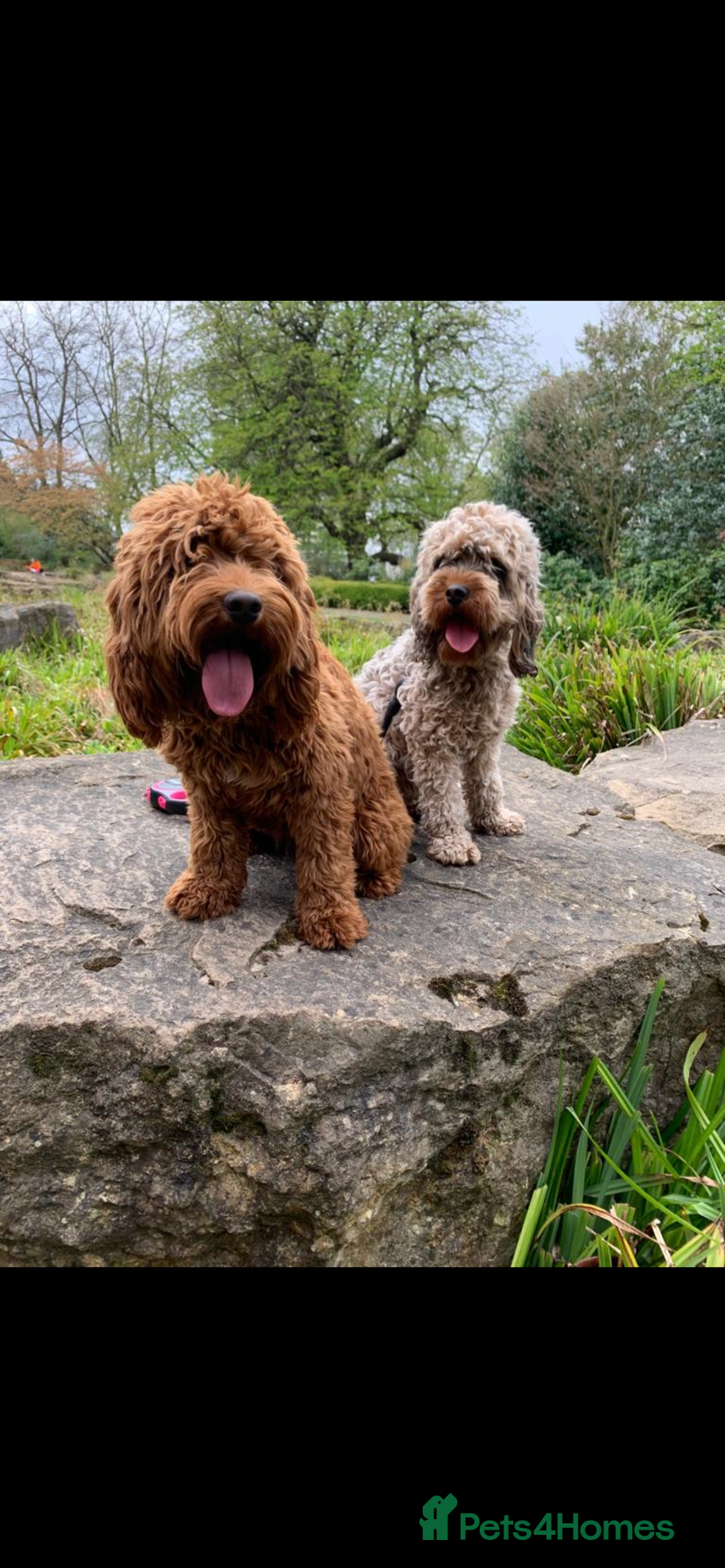 Cockapoo Dogs Breed - Information, Temperament, Size & Price | Pets4Homes