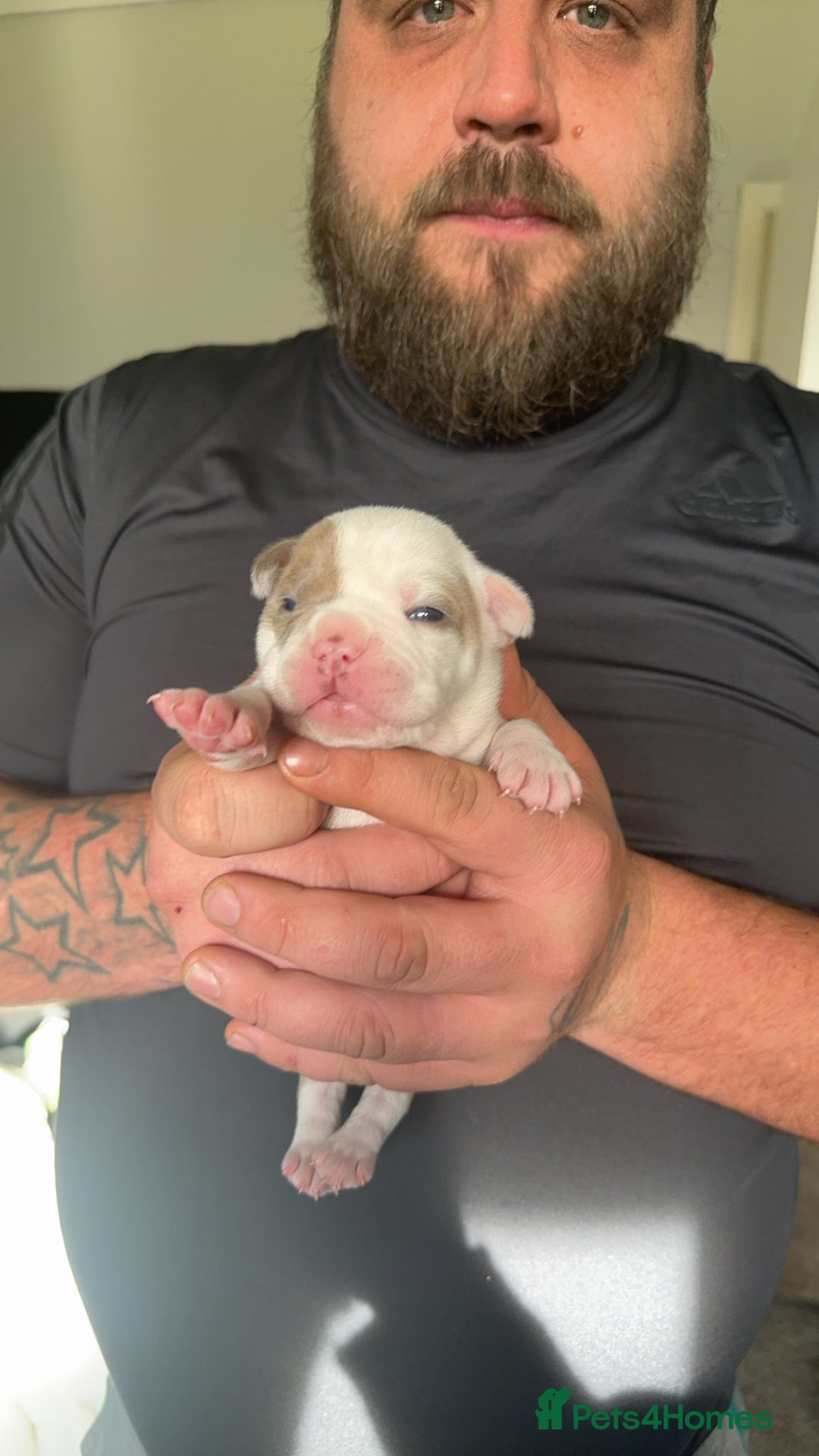 French bulldog Mixed Breed puppies for sale | Pets4Homes