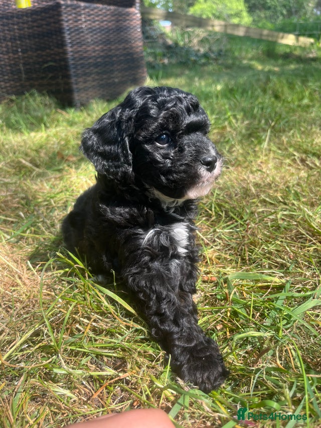 REDUCED! Beautiful cavapoos, **two girls left** for sale in Havant ...