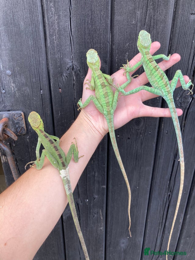 Eastern Casquehead & Hernandez’s Helmeted Iguanas for sale in Downham ...