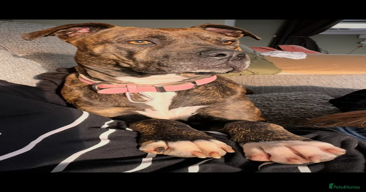 Mixed Breed Puppies for sale | Pets4Homes