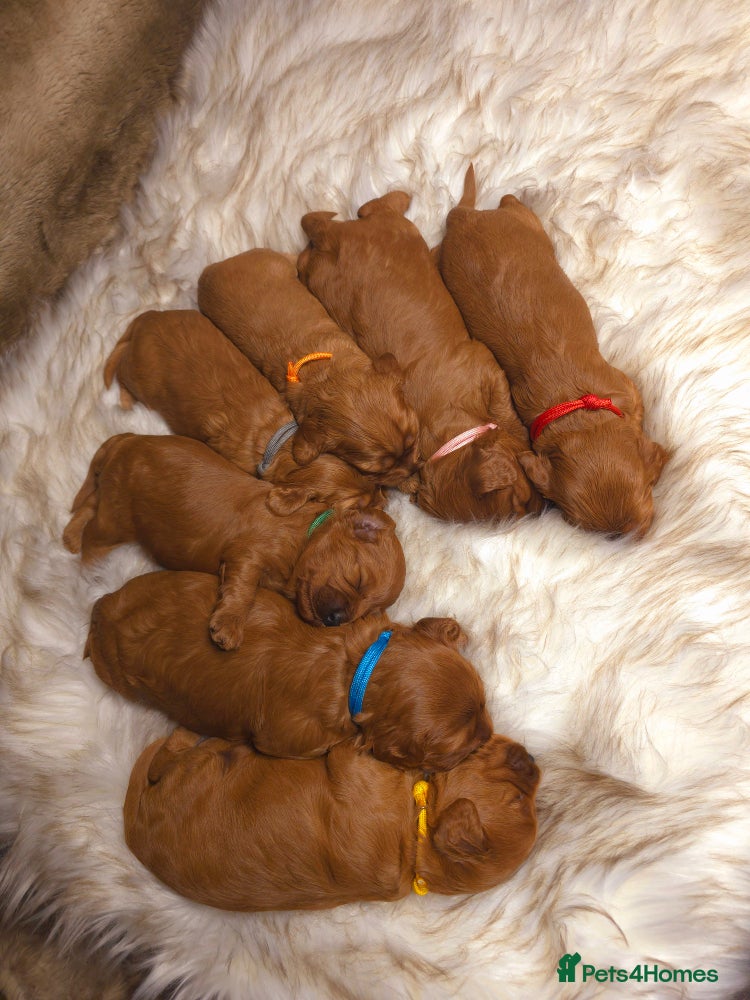 Small Puppies for sale | Pets4Homes