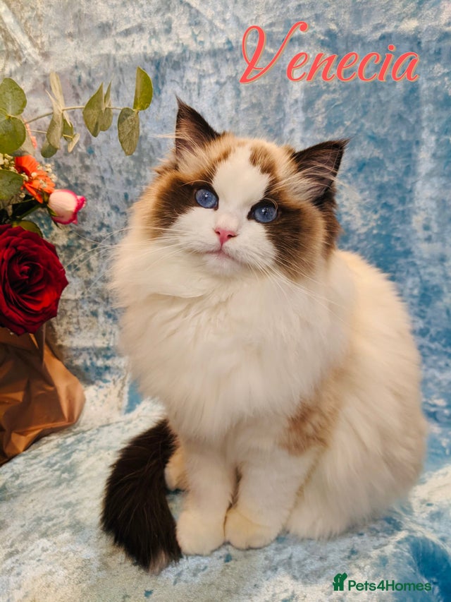 Top European Ragdoll Kittens for sale in Edinburgh | Pets4Homes