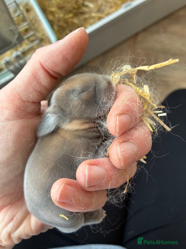 Mini lop bunnies looking for forever homes for sale in Aldershot ...