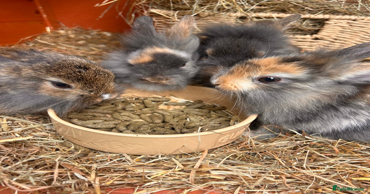 Baby rabbits for sale in Bristol | Pets4Homes