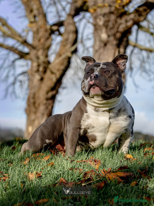 ABKC POCKET BULLY STUD for stud in Worcester | Pets4Homes