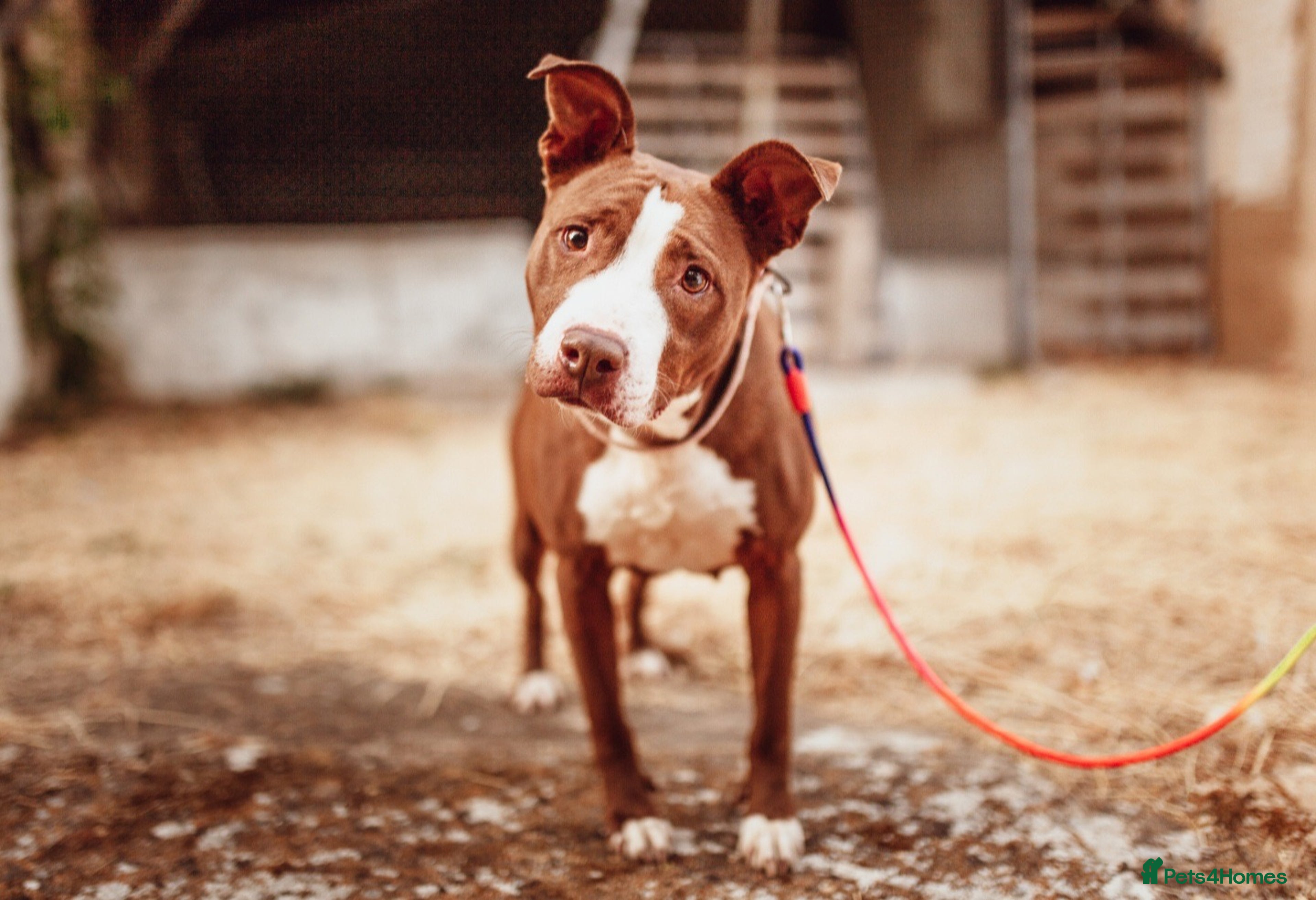 Sad/depressed - 😢 Old Dog Needs a Loving Home 🚨 for adoption in Hengoed ...