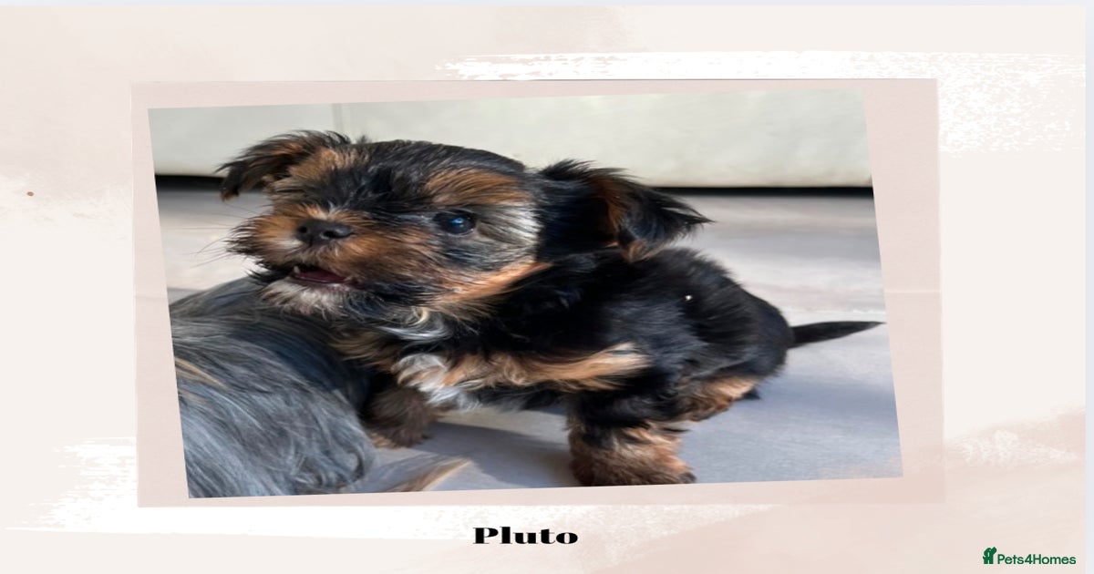 Yorkie miniature-ready to leave TODAY for sale in Edgware | Pets4Homes