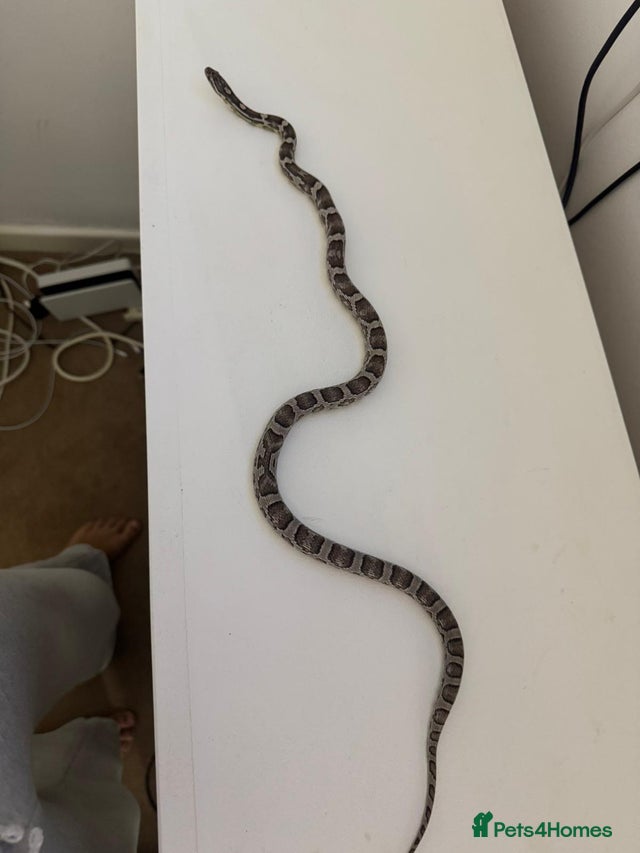 Female corn snake for sale in Gloucester | Pets4Homes