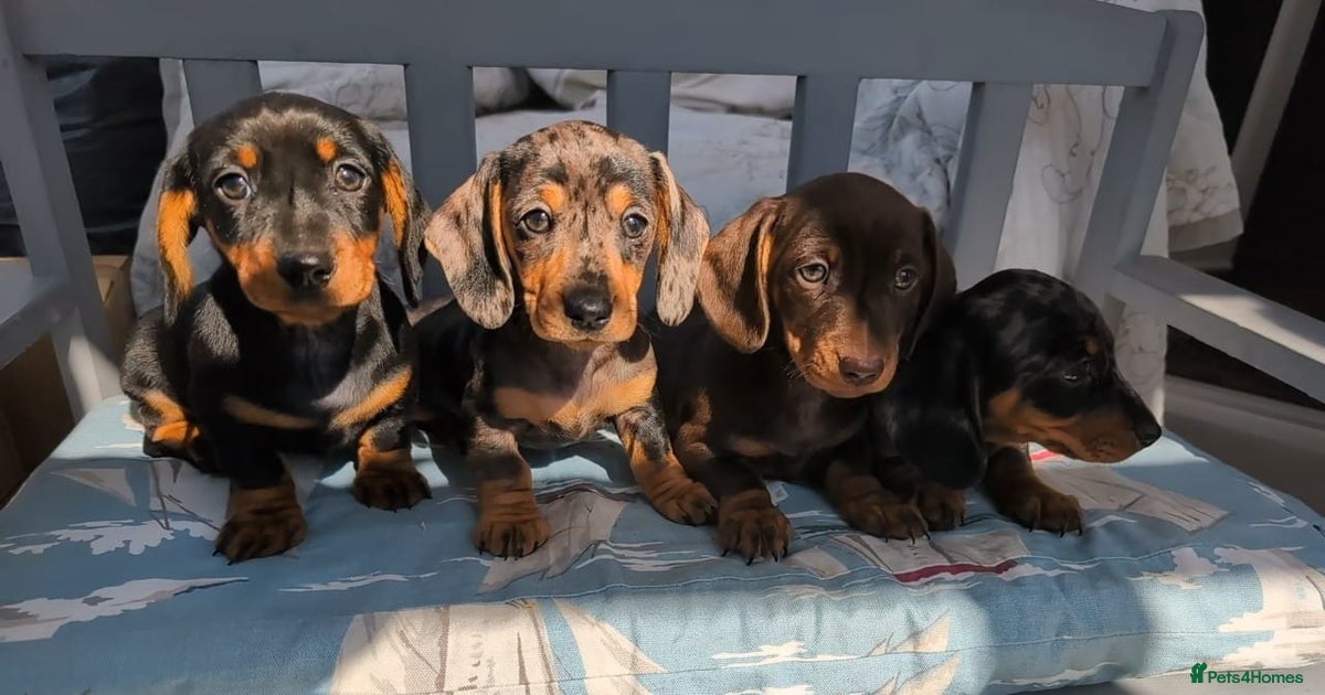 KC registered, PRA clear Miniature Dachshund pups. for sale in ...