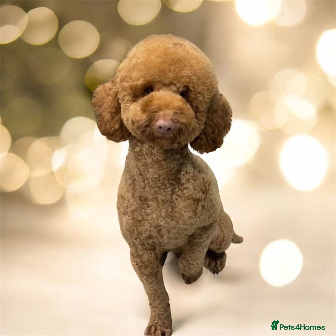 For stud kc reg miniature red poodle health tested for stud in Windsor ...