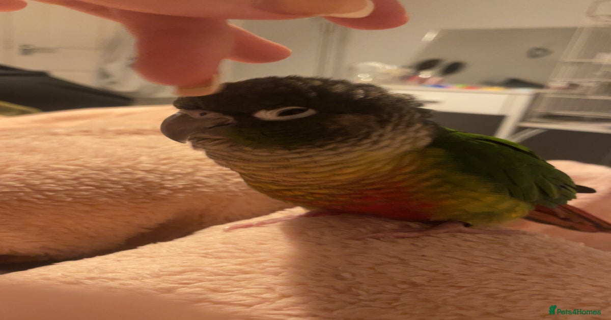 Mango the conure for sale in North Walsham | Pets4Homes