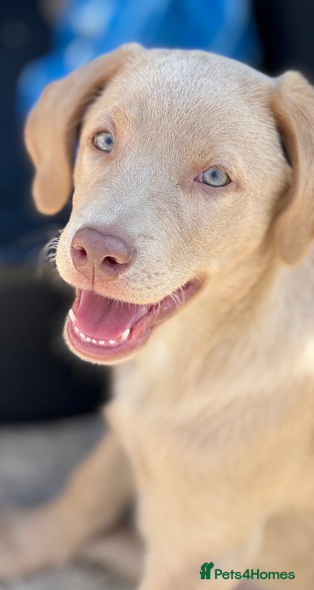 Kc reg SILVER AND CHAMPAGNE LABRADORS for sale in Brackley | Pets4Homes