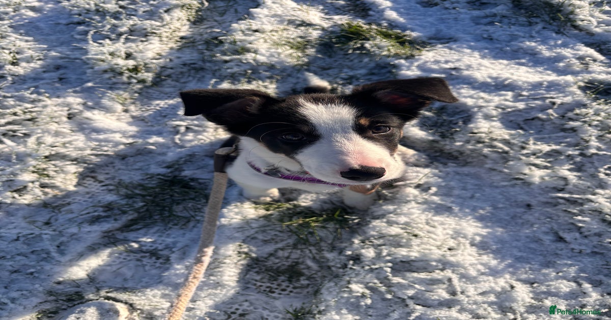Border collie female for sale for sale in Middlesbrough | Pets4Homes